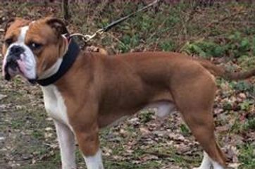 Approved studs | Leavitt Bulldog Association