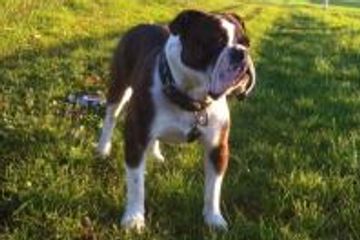 Approved studs | Leavitt Bulldog Association