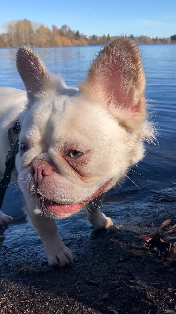 Are Fluffy Frenchies a Sign of Bad Breeding Practices?