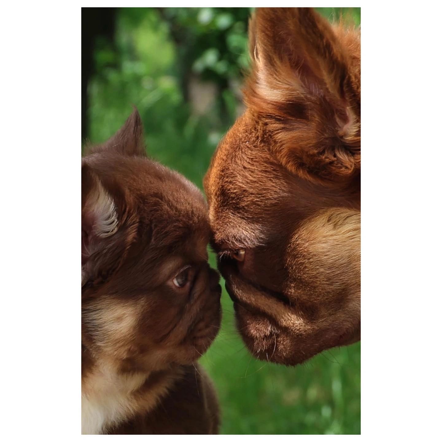 Do You Like Chocolate? Chocolate DNA of the French Bulldog: