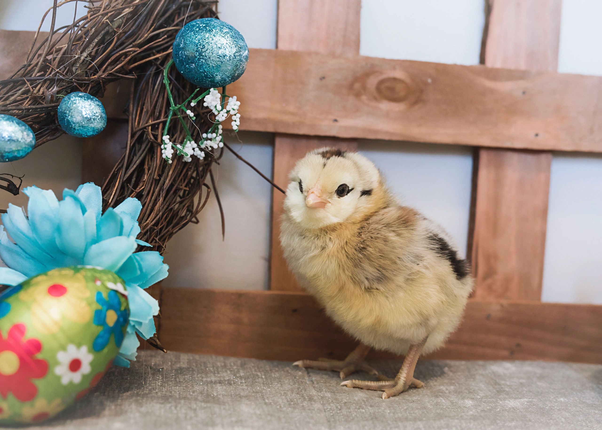 Chick Hatching Journey