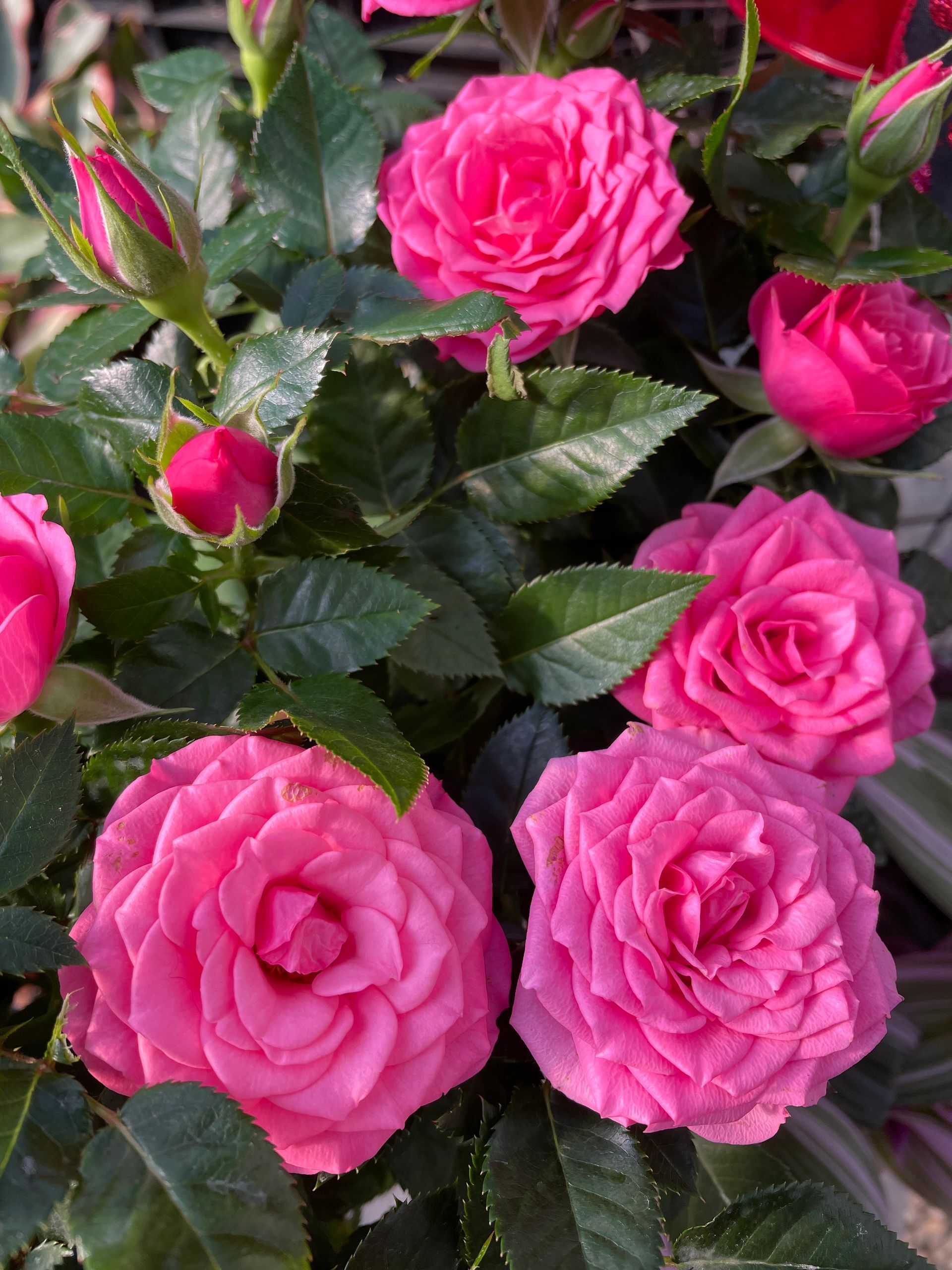 About Us | Genrich's Garden Center