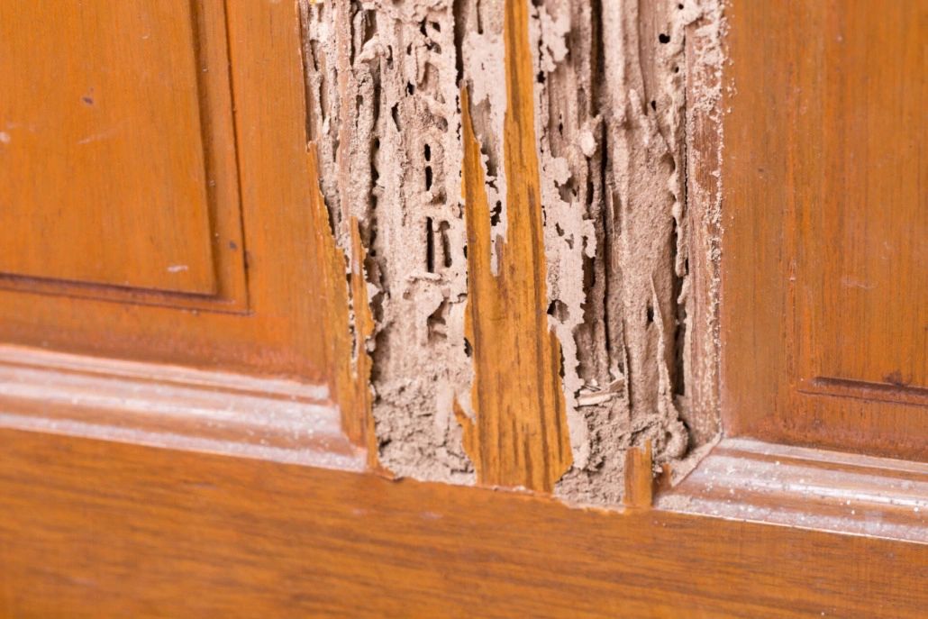 InvisibleDoor: Termite-Resistant Solution for Homeowners