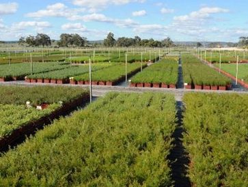 About Us | Native Spirit Nursery