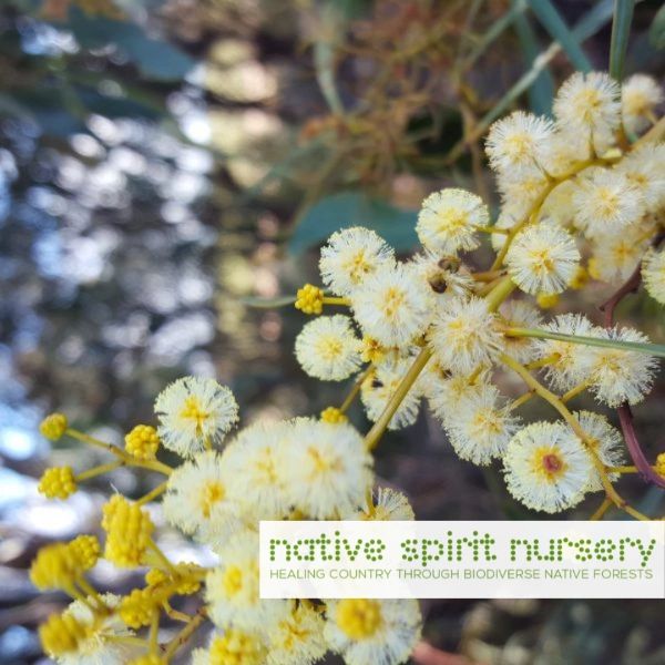 Manna Wattle (Acacia microbotrya)