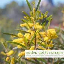 Jam Tree (Acacia acuminata)