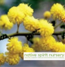 Sand Heath Wattle (Acacia lasiocarpa)