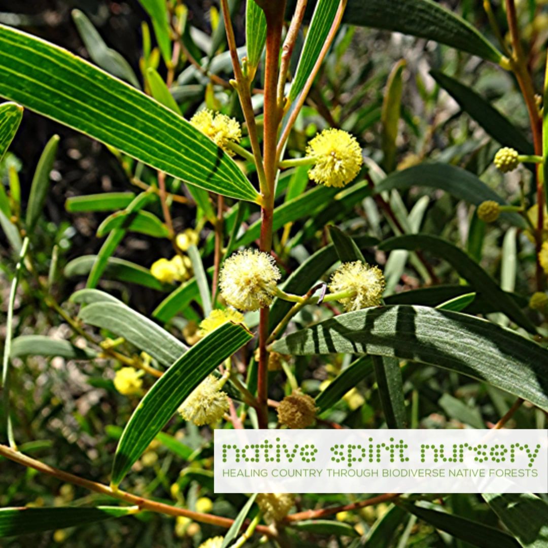Acacia cyclops (Coastal Wattle)