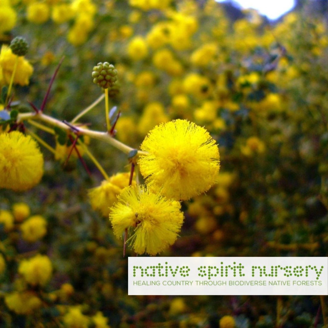 Acacia pulchella (Prickly Moses)