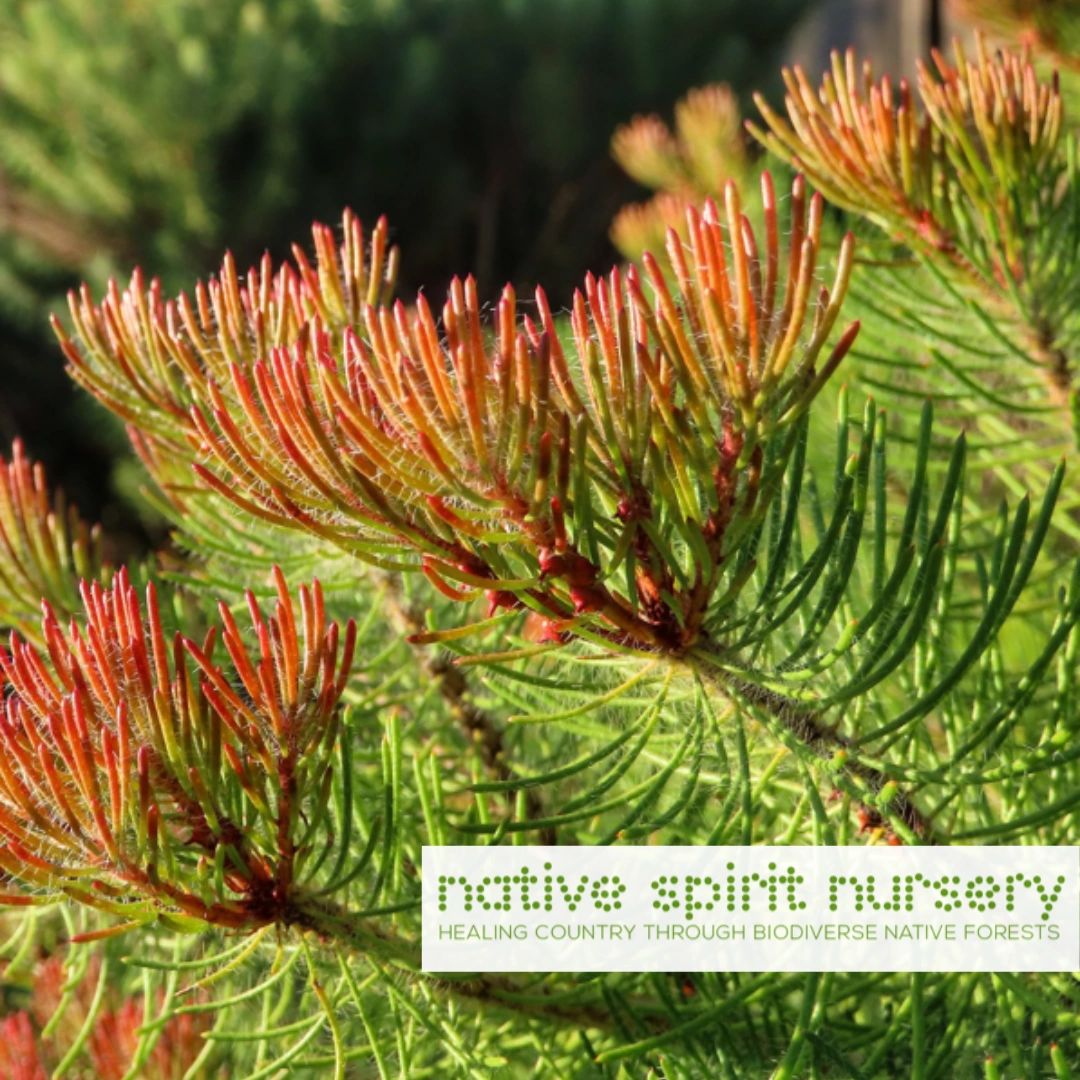Adenanthos sericea (Select Woolly Bush)