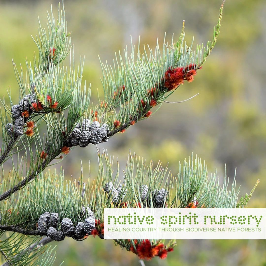Allocasuarina Humilis (Dwarf Sheoak)