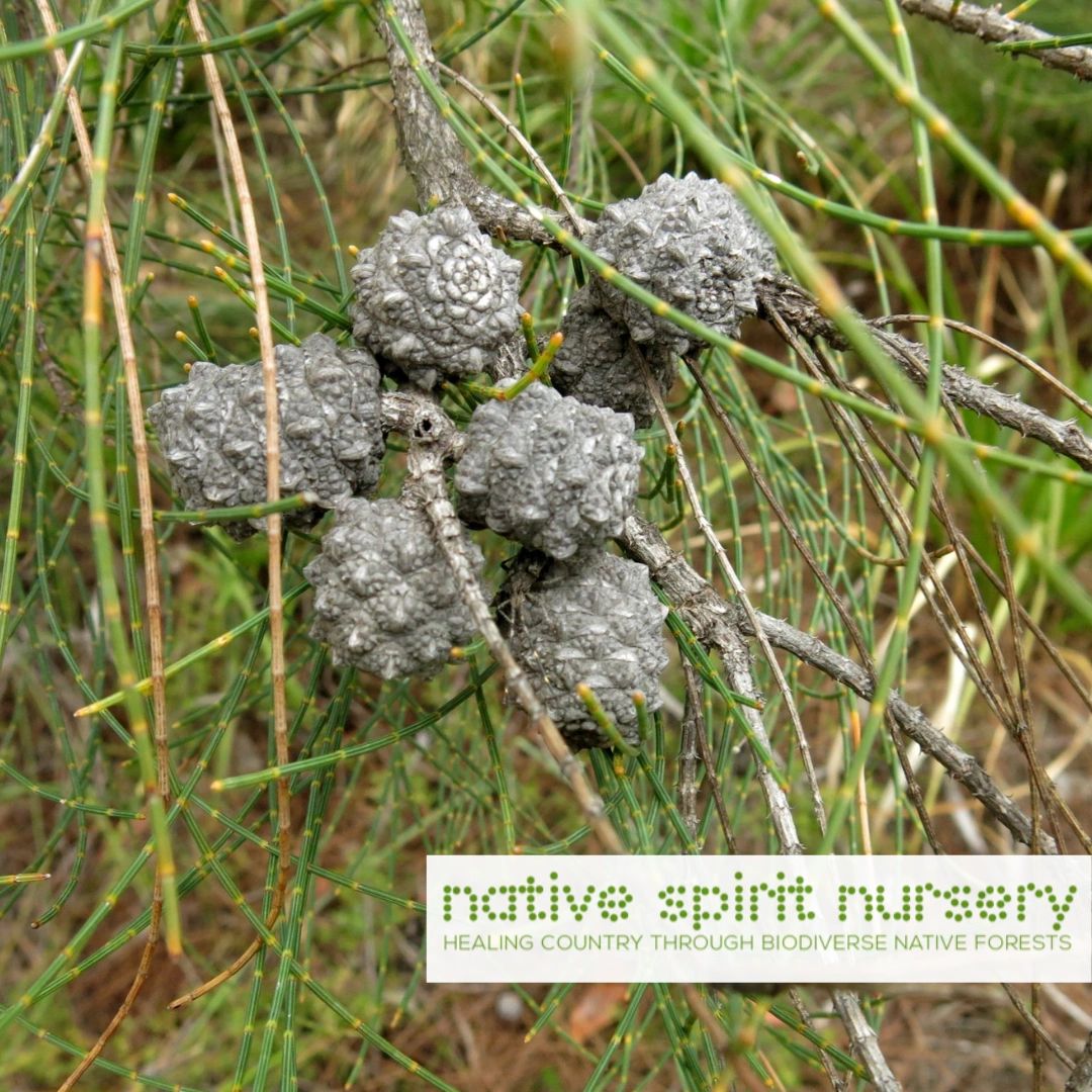 Allocasuarina fraseriana (Fraser’s Sheoak)