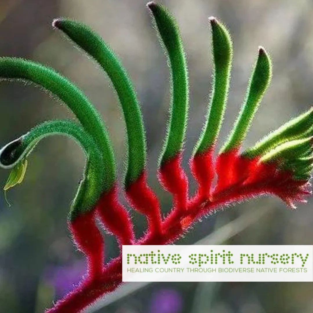 Anigozanthos manglesii (Red and Green Kangaroo Paw)