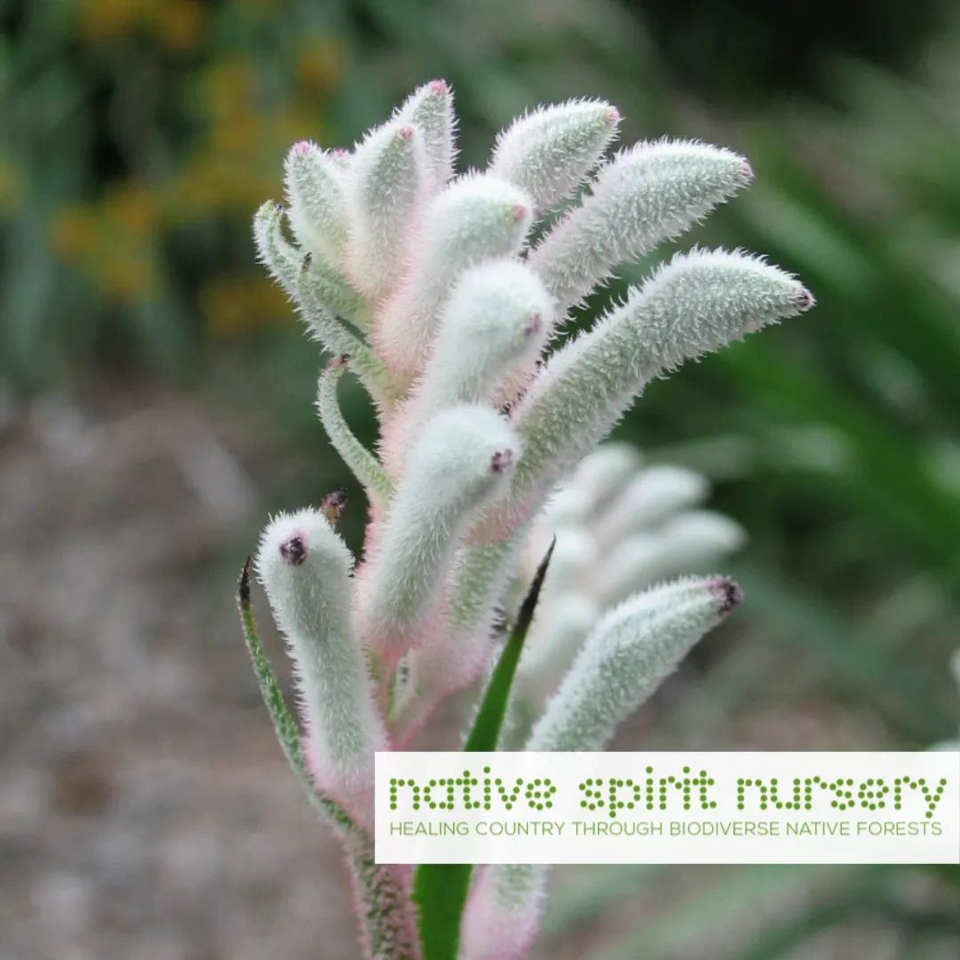 Anigozanthos Bush Diamond (Kangaroo Paw)
