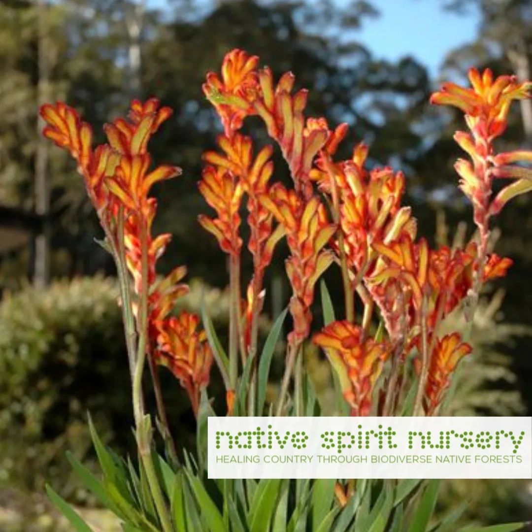 Anigozanthos Bush Tango (Orange Kangaroo Paw)