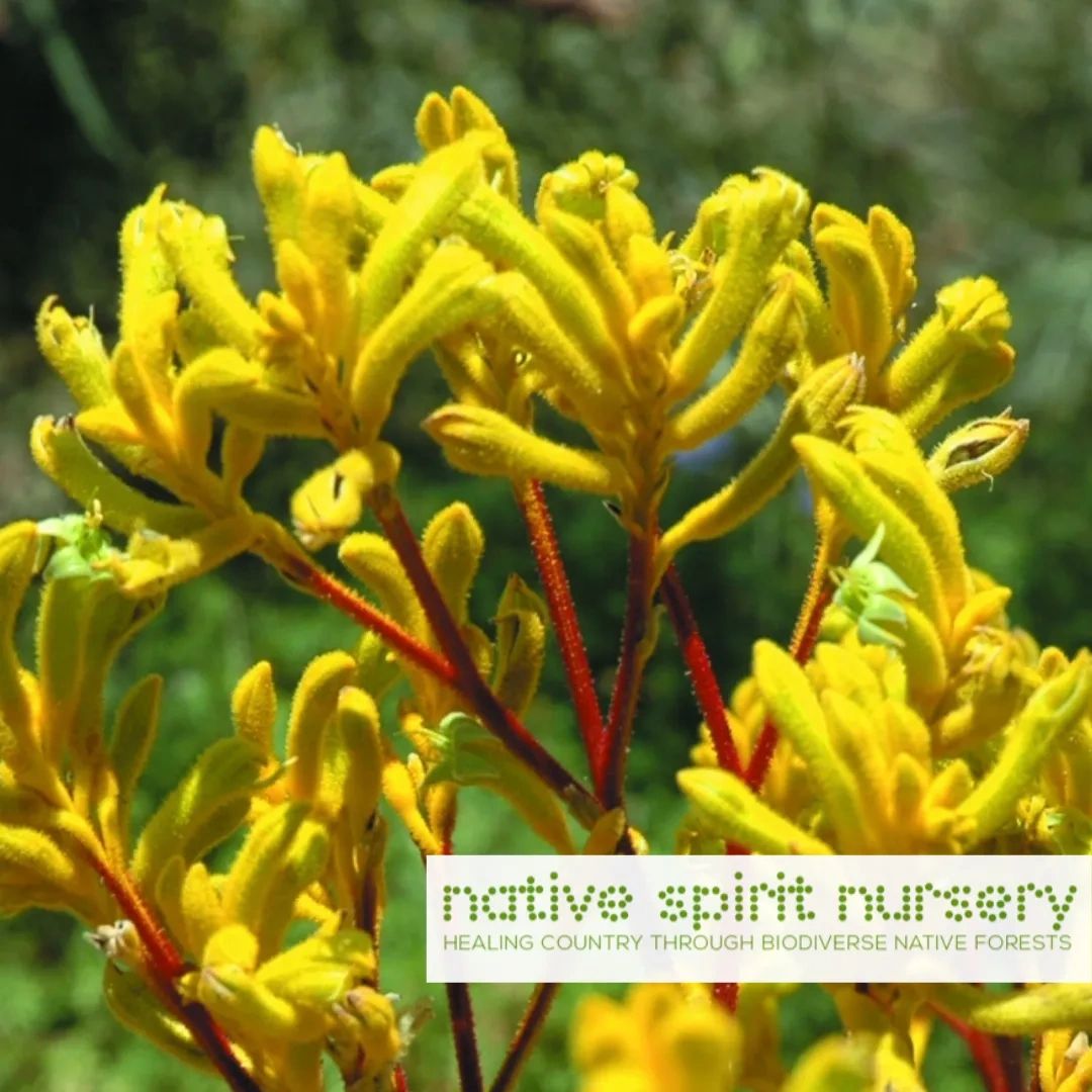 Anigozanthos Flavidus Yellow (Yellow Kangaroo Paw)