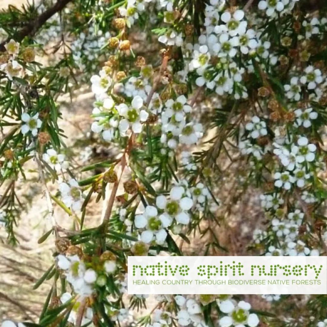 Astartea scoparia (Common Astartea or Dainty Astartea)