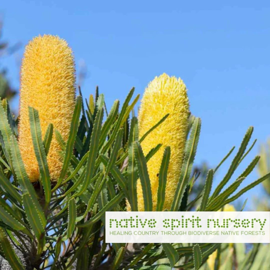 Banksia Attenuata Dwarf (Sandplain Banksia)