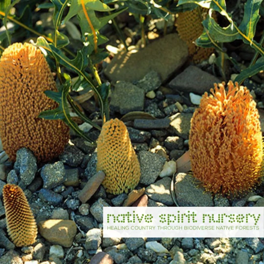 Banksia Repens (Creeping Banksia)