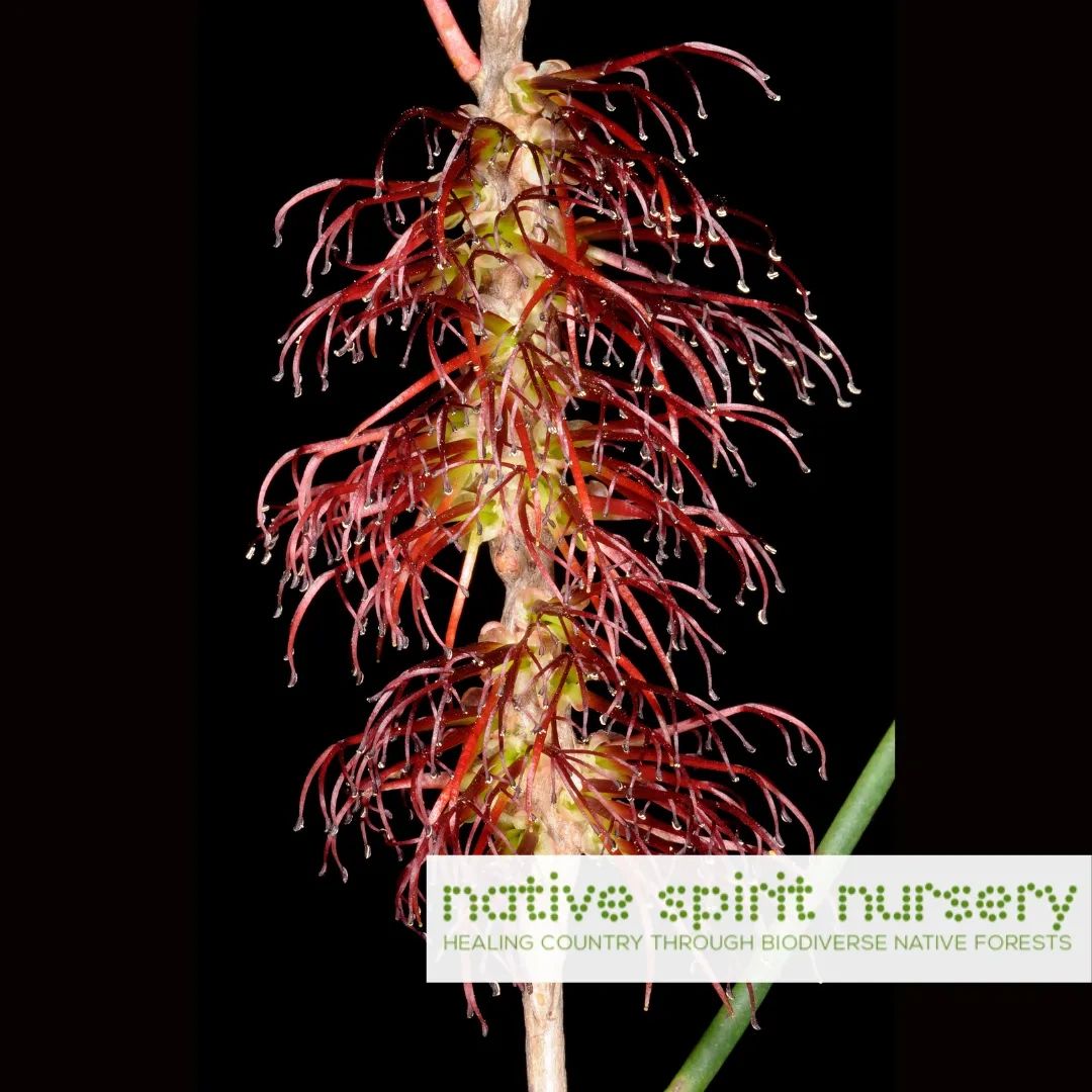 Calothamnus lateralis