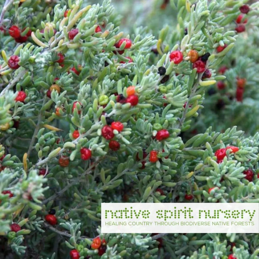 Enchylaena Tomentosa (Ruby Saltbush)