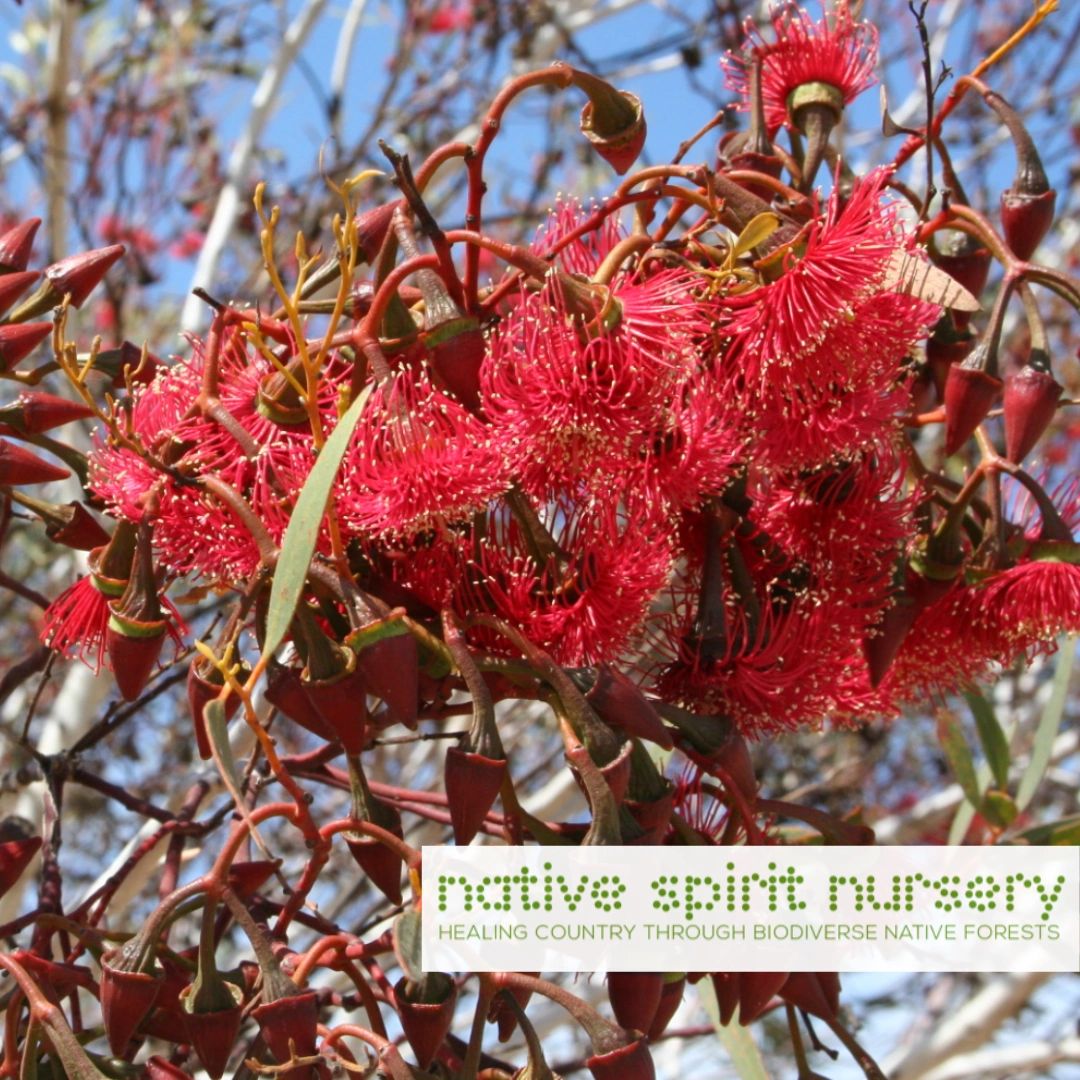 Eucalyptus erythoronema (Red Flowered Mallee)