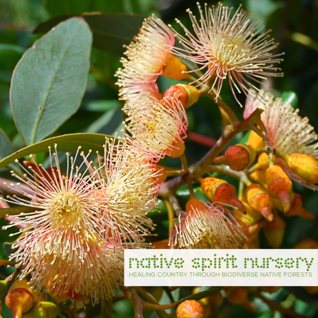 Eucalyptus torwood (Hyrbrid Coral Gum)