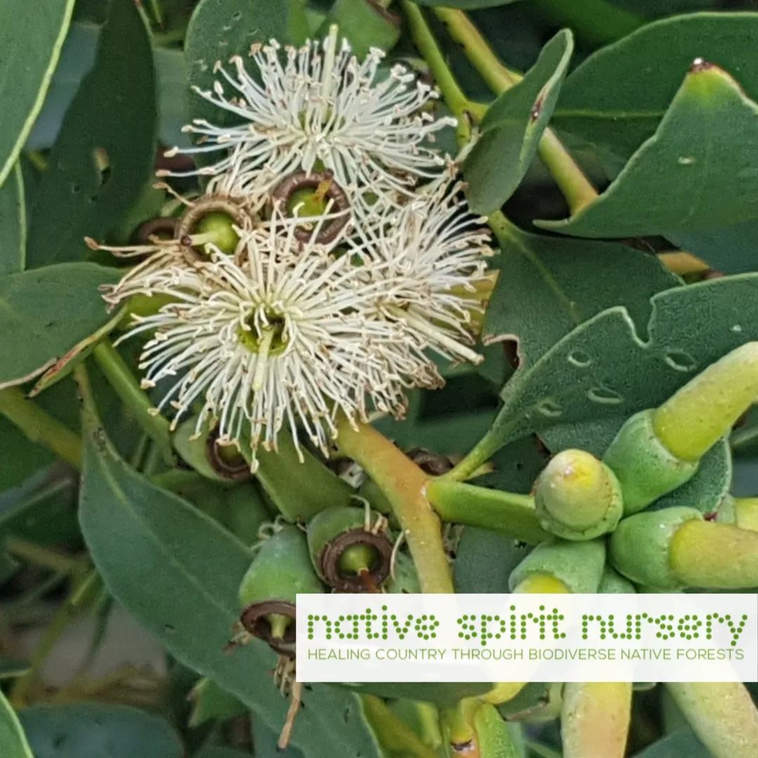 Eucalyptus utilis (Coastal Moort)