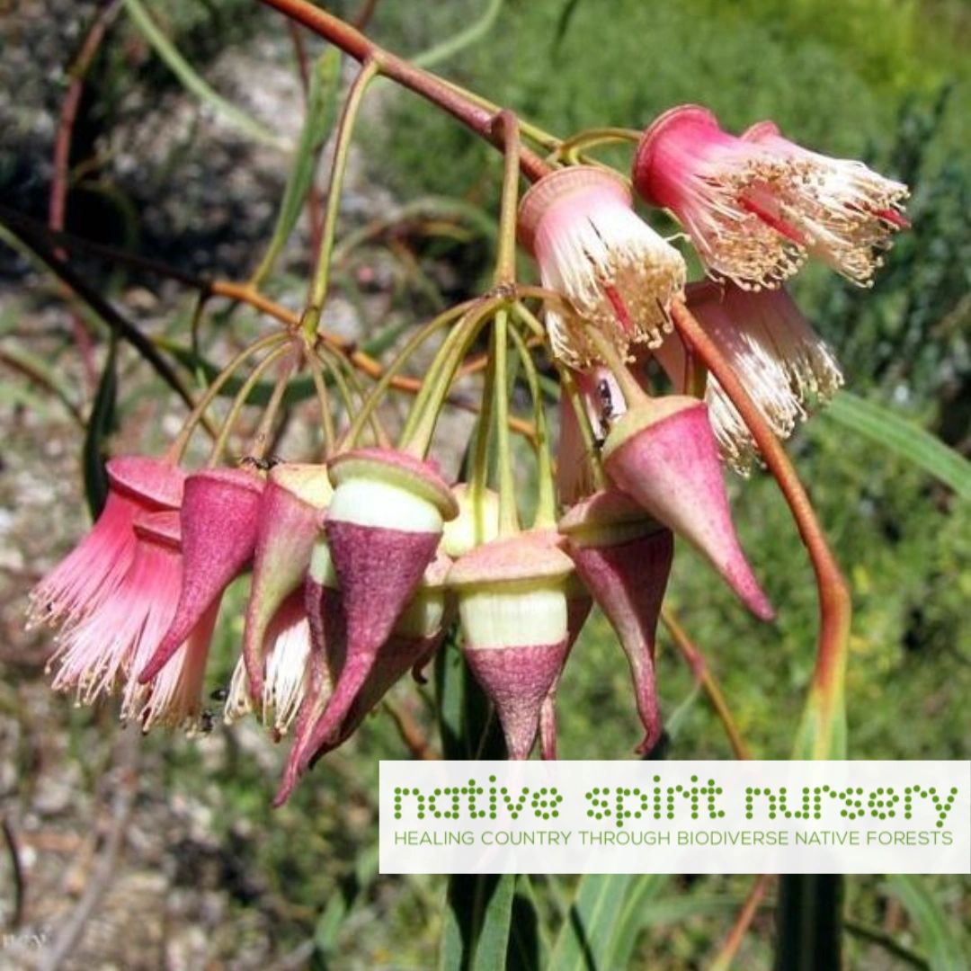 Eucalyptus synandra (Jingymia Mallee)