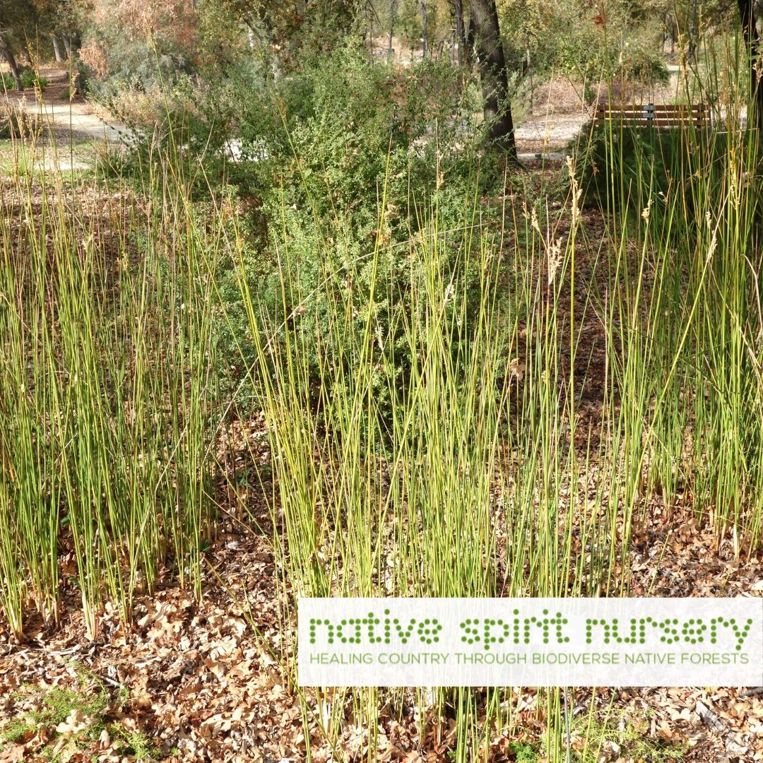 Juncus Pallidus (Pale Rush)