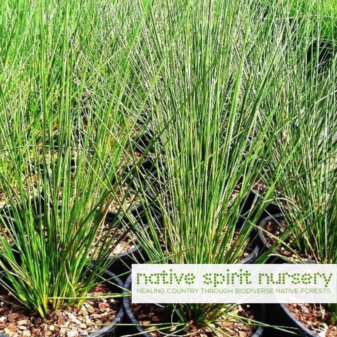 Juncus kraussii (Salt Marsh Rush)