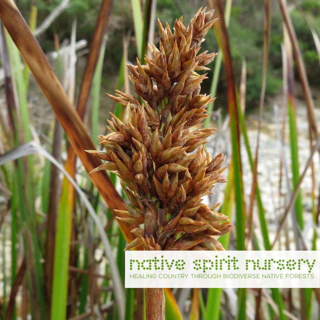 Lepidosperma gladiatum (Coast Sword Sedge)