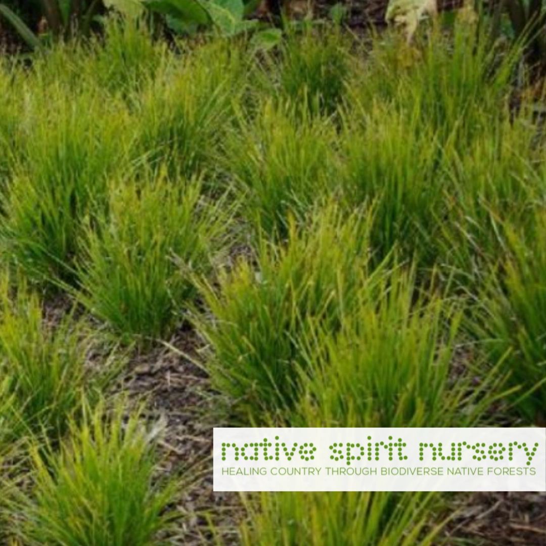 Lomandra Little Pal (Dwarf Mat Rush)