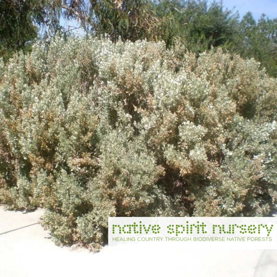 Old Man Saltbush (Nummularia)