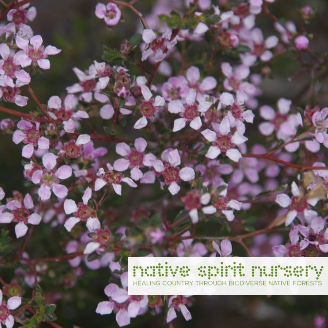 Pericalymma ellipticum (Swamp Tea Tree)