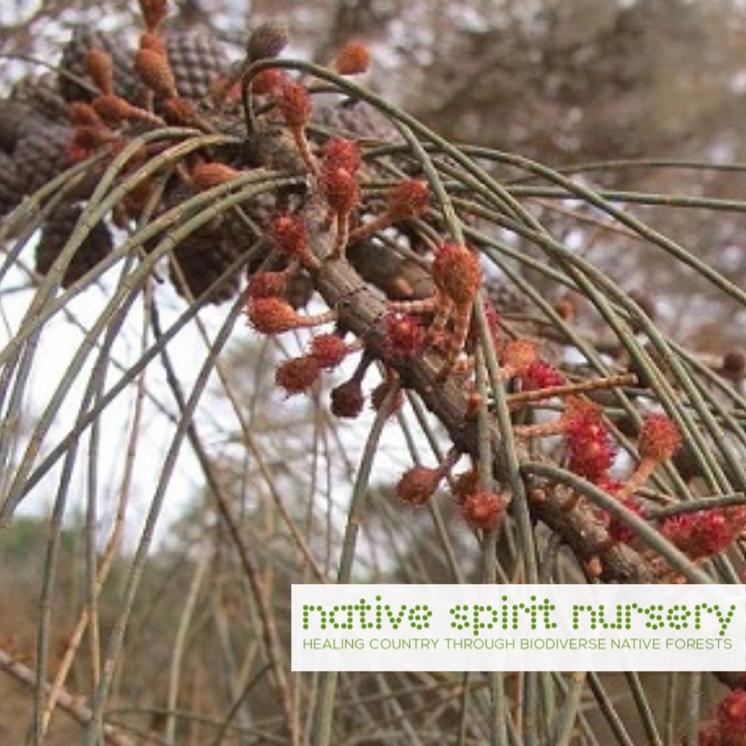 Allocasuarina Huegeliana (Rock Sheoak)