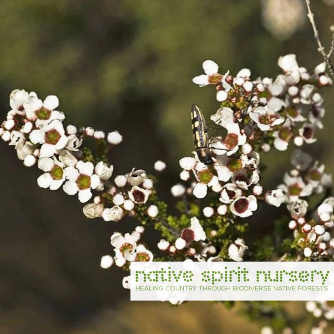 Leptospermum erubescens (Pink Tea Tree)