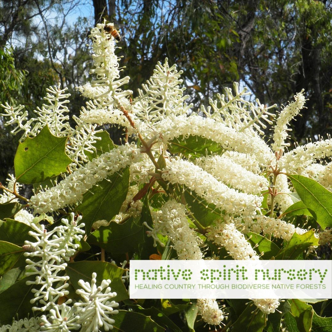 Xylomelum Occidentale (Western Woody Pear)