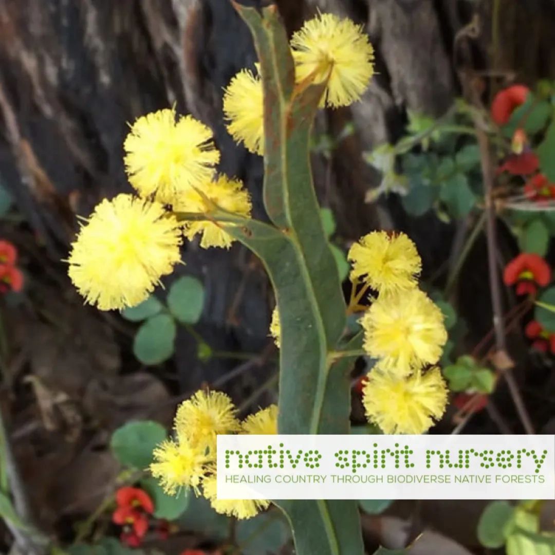 Acacia appalanata (Golden Grass Wattle)