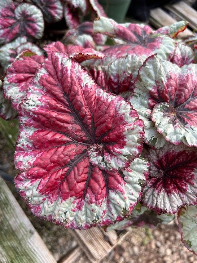Rex Begonia 'That's Amore' BFF Exclusive