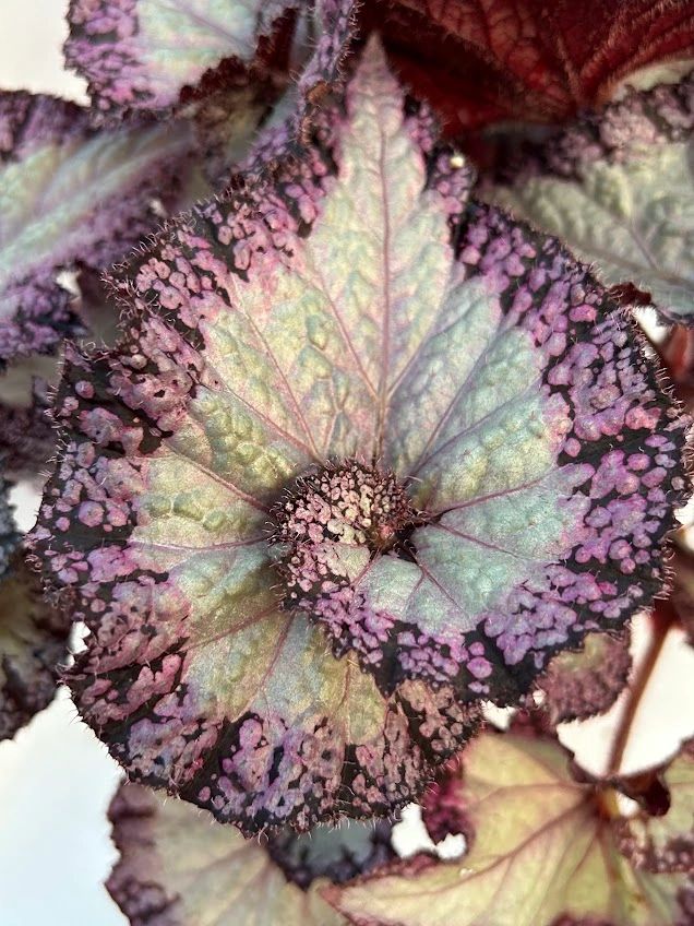 Rex Begonia 'Got Pink' BFF Exclusive