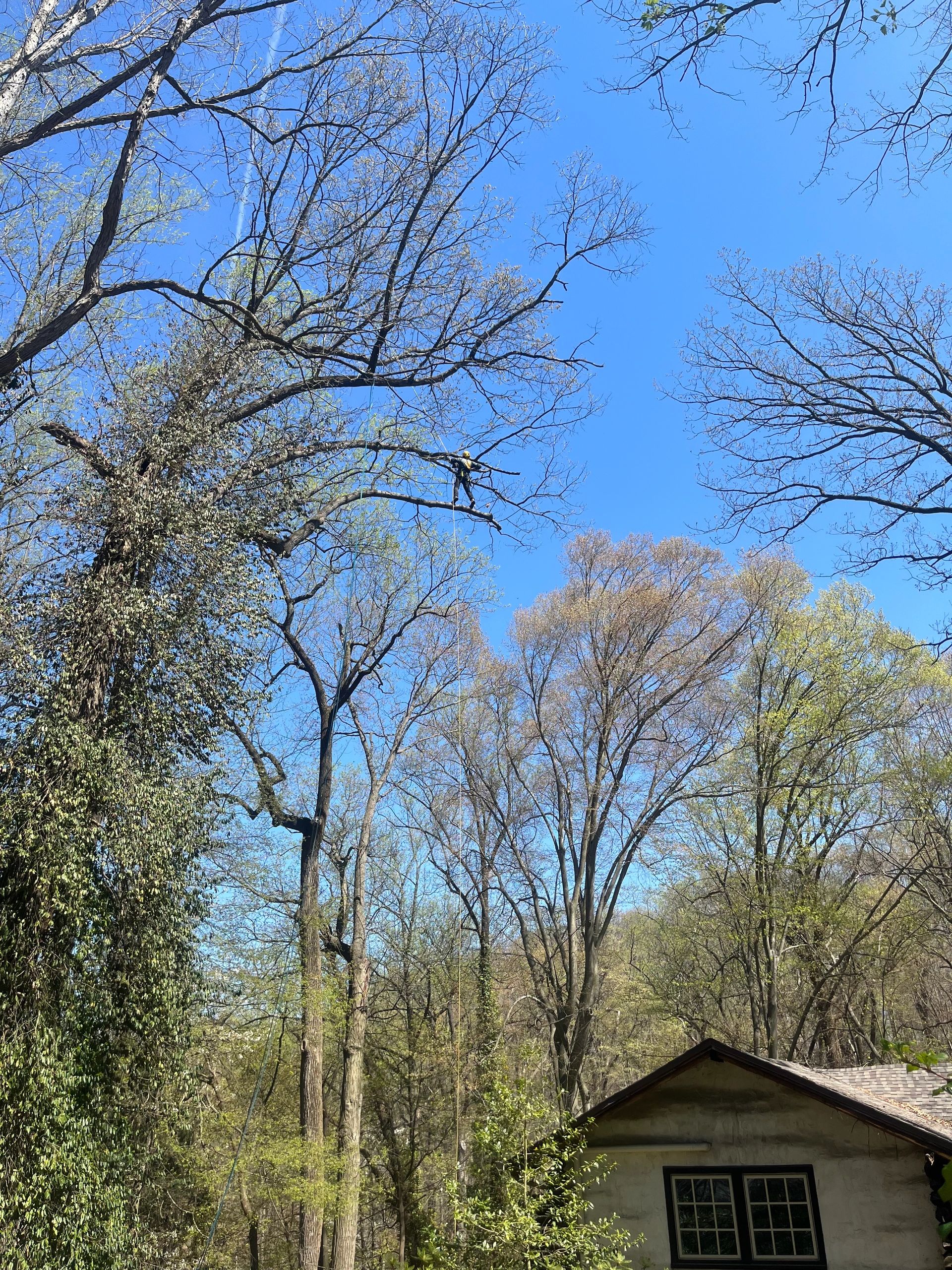 Brody's Elevated Tree Care