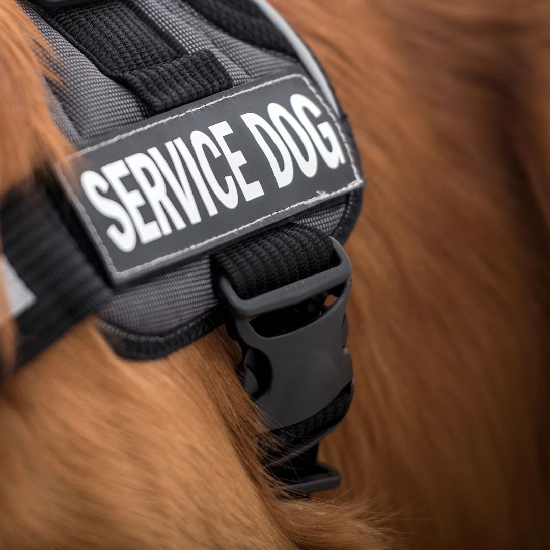 National Service Dog Month
