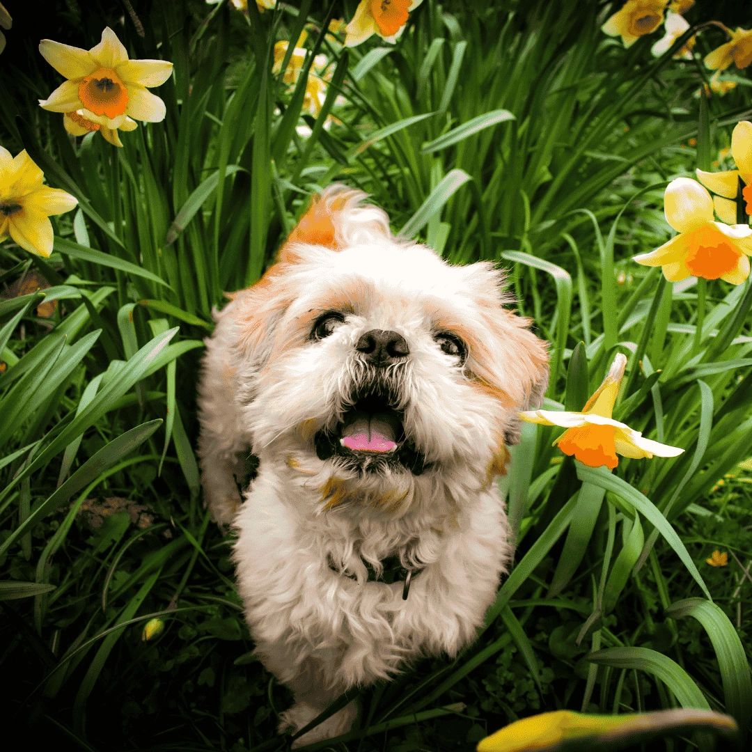 Getting Your Pets Ready For Spring