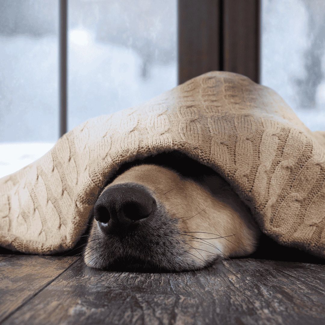 How To Keep Your Dog Active Indoors During Winter
