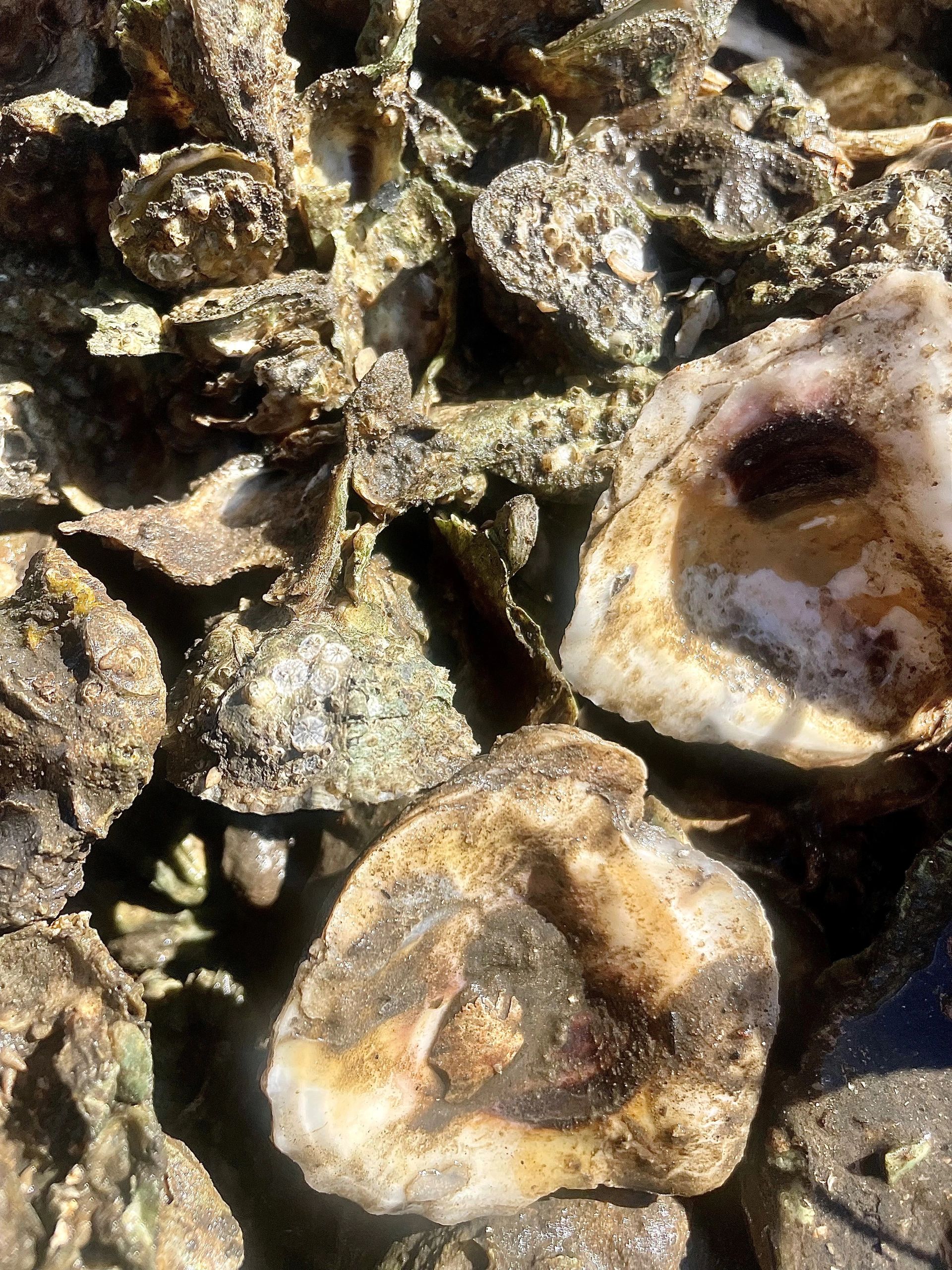 The Zip Project - Home