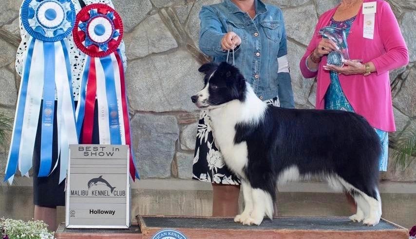 Iron Skye Border Collies