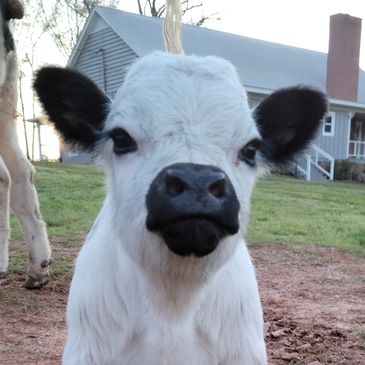 HSB Mini Cattle - Mini Highlands and High Park Calves