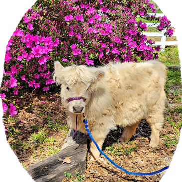 HSB Mini Cattle - Mini Highlands and High Park Calves