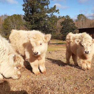 HSB Mini Cattle - Mini Highlands and High Park Calves